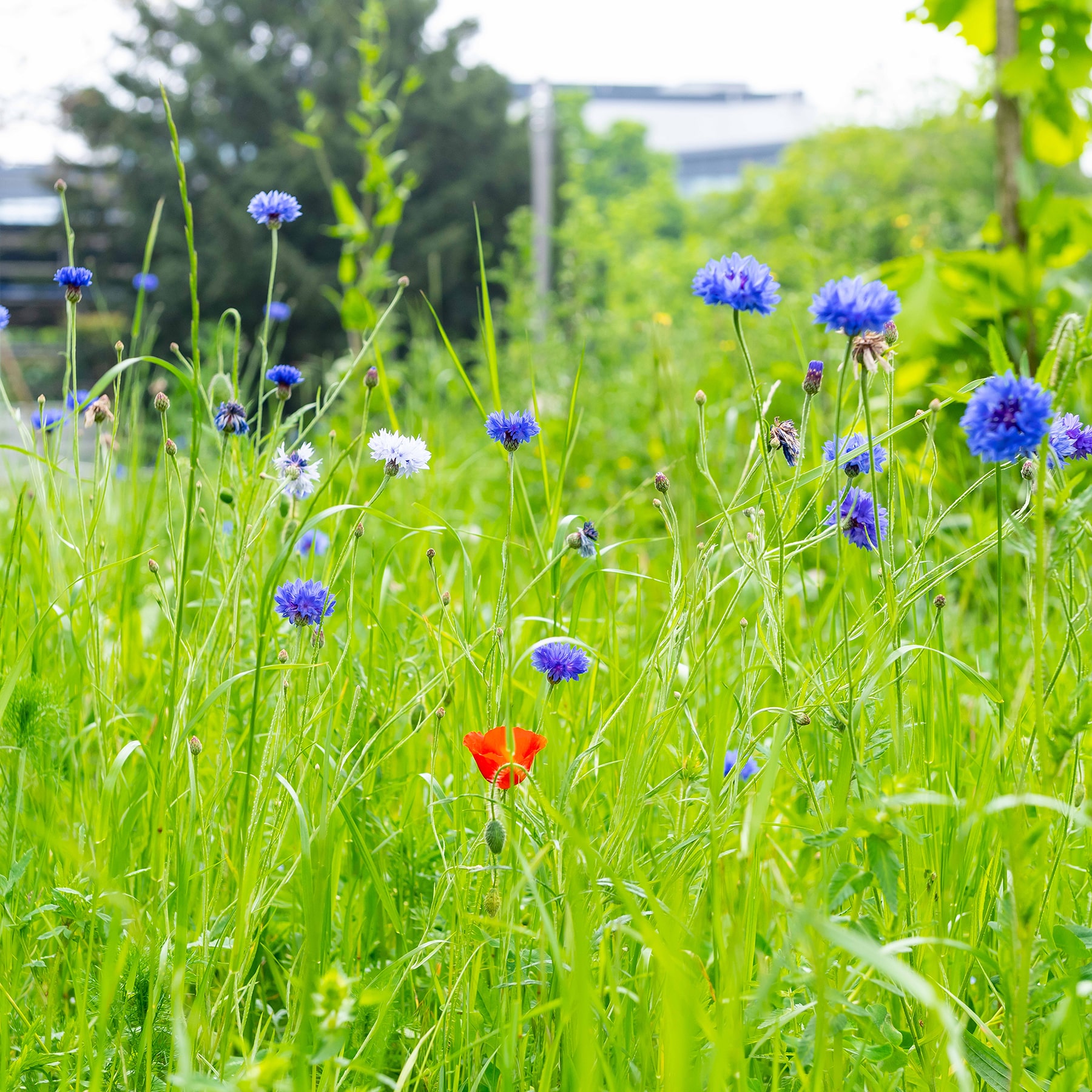 Visite guidée : Un parc écologique - Citescope